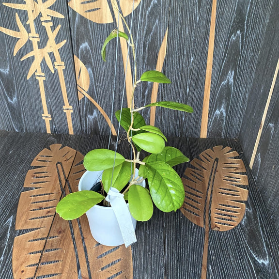 Hoya 'Viola' - exemplare XL