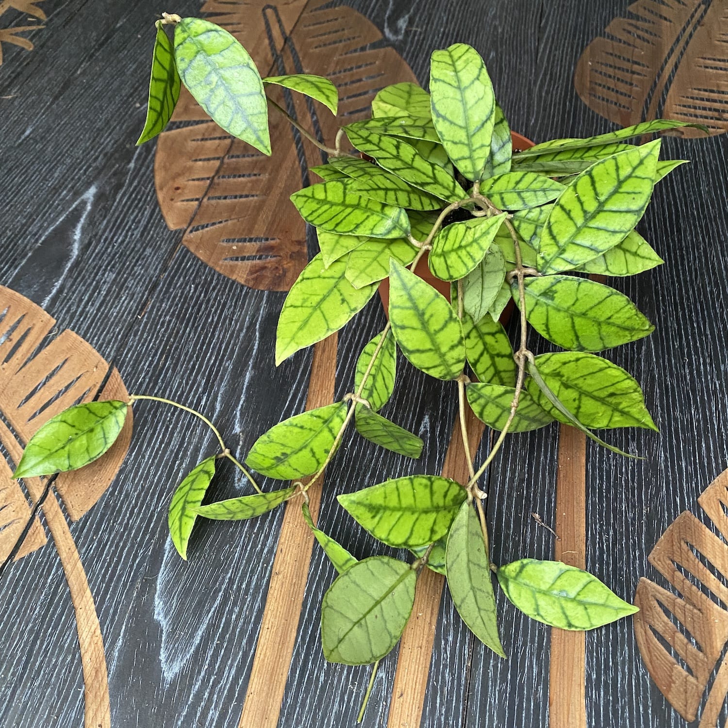 Hoya callistophylla - full pots! – Floraria Secret Garden (SG)