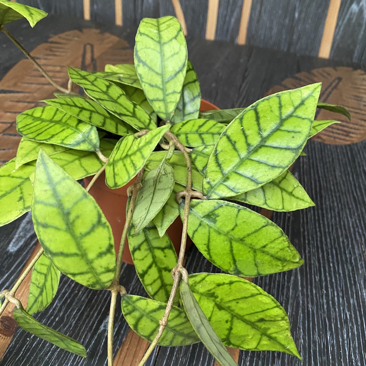 Hoya callistophylla - full pots! – Floraria Secret Garden (SG)