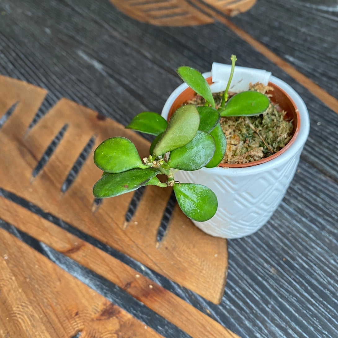 Hoya panchoi – Floraria Secret Garden (SG)