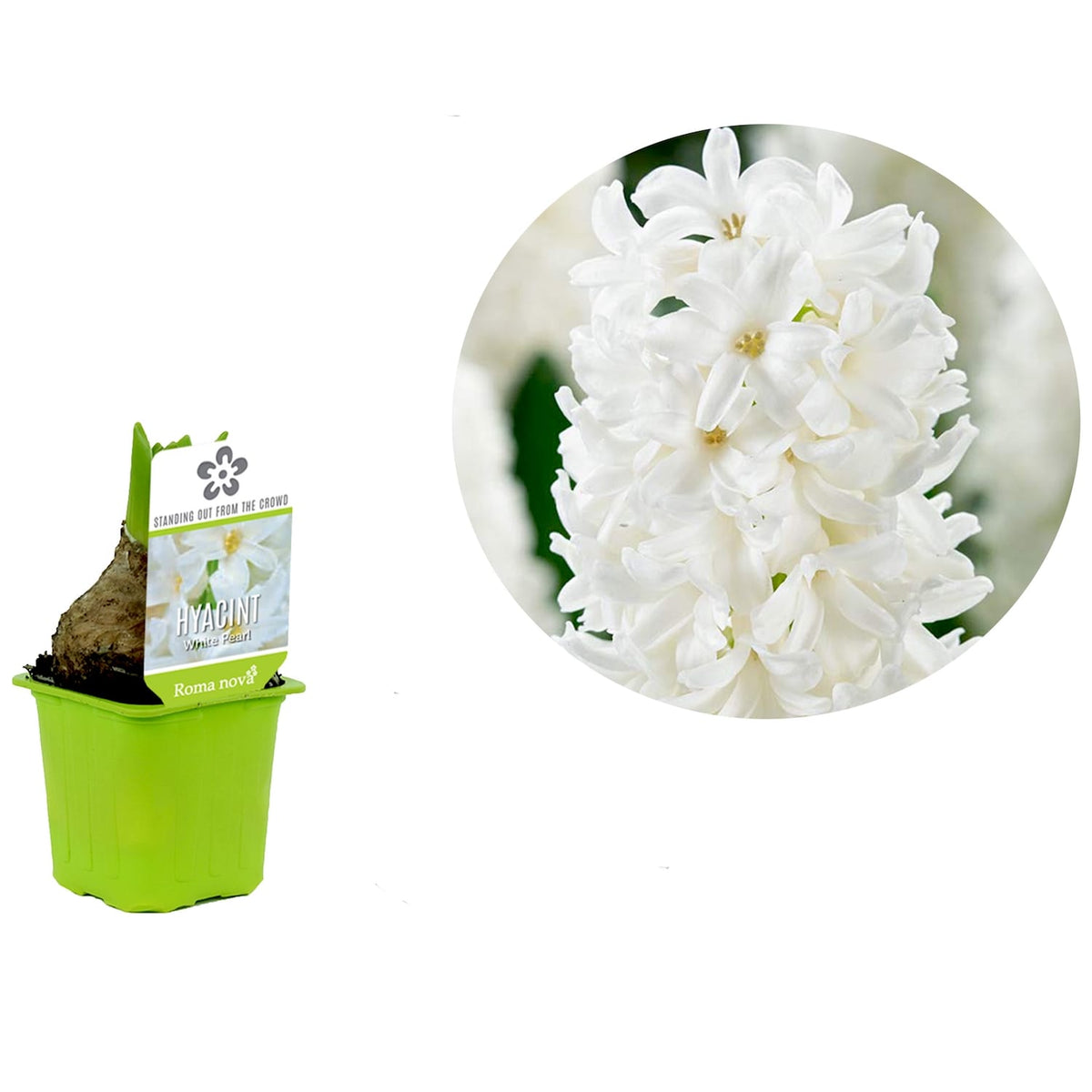 Bijele zumbule - Hyacinthus orientalis 'Pearl White' – Secret Garden ...