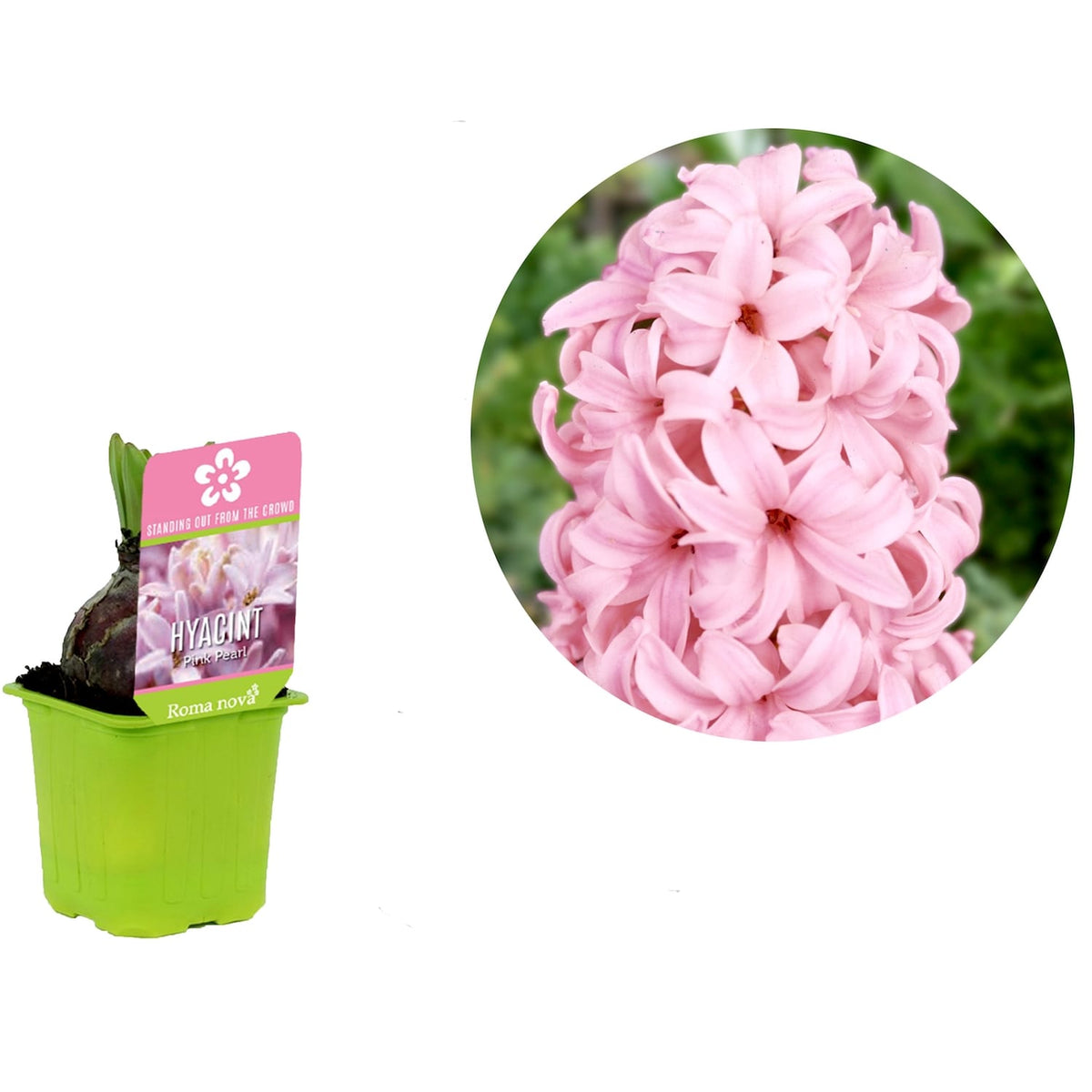 Giacinti rosa - Hyacinthus orientalis 'Pink Pearl' – Secret Garden ...