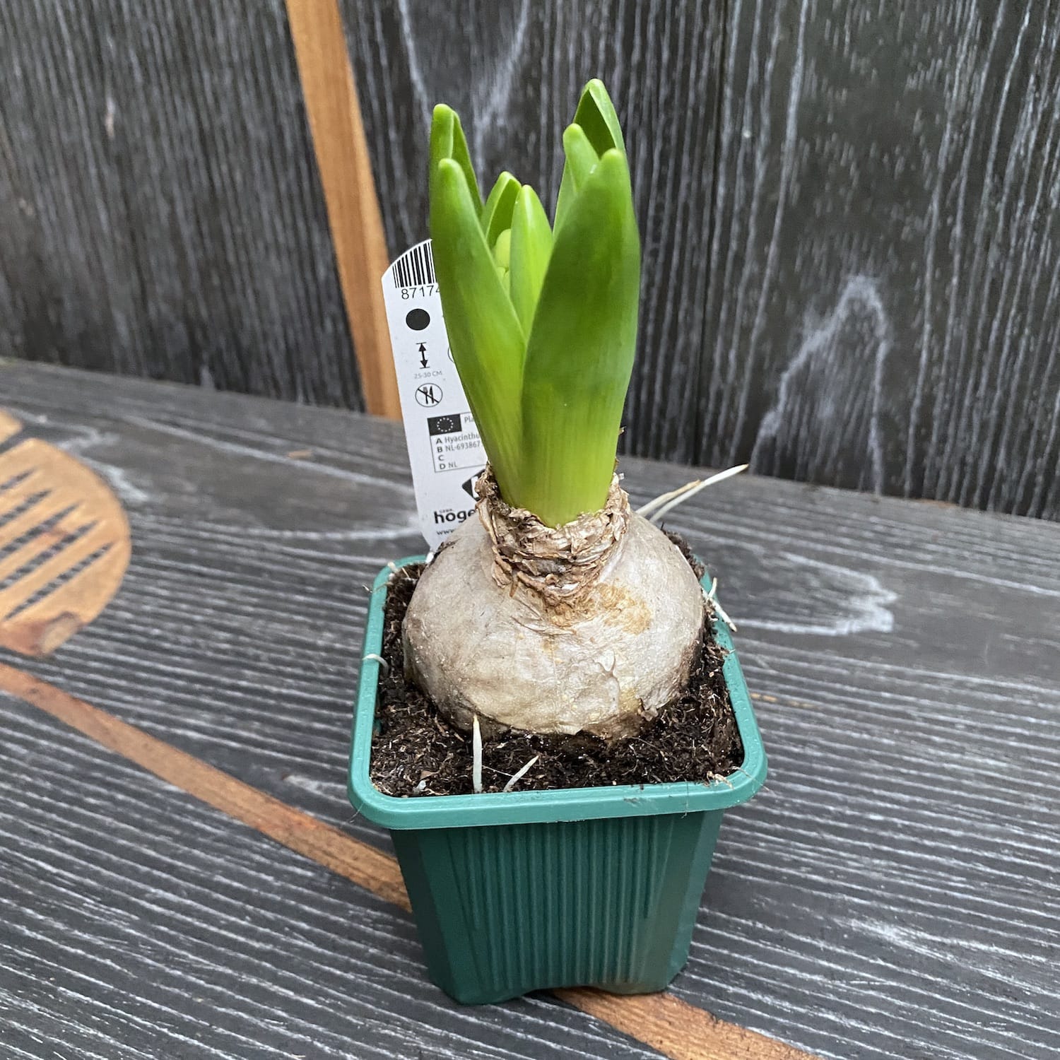 Zambile portocalii - Hyacinthus orientalis 'Gipsy Queen' D7