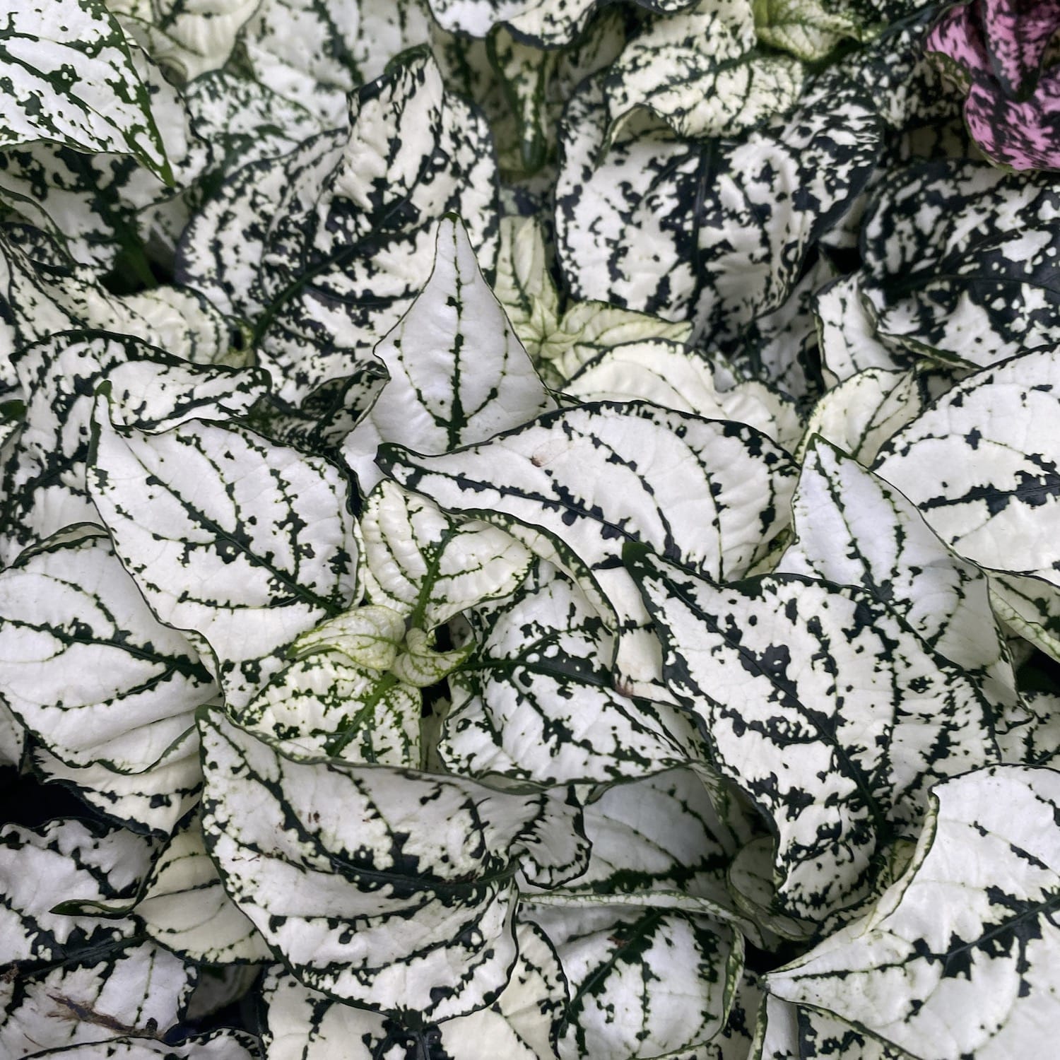 Hypoestes phyllostachya 'Splash Select White' (freckle plant)
