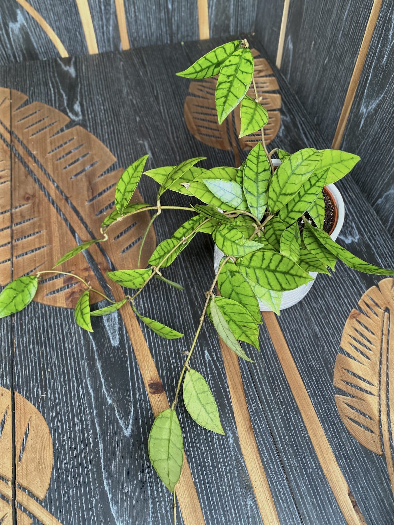 Hoya callistophylla - full pots! – Floraria Secret Garden (SG)