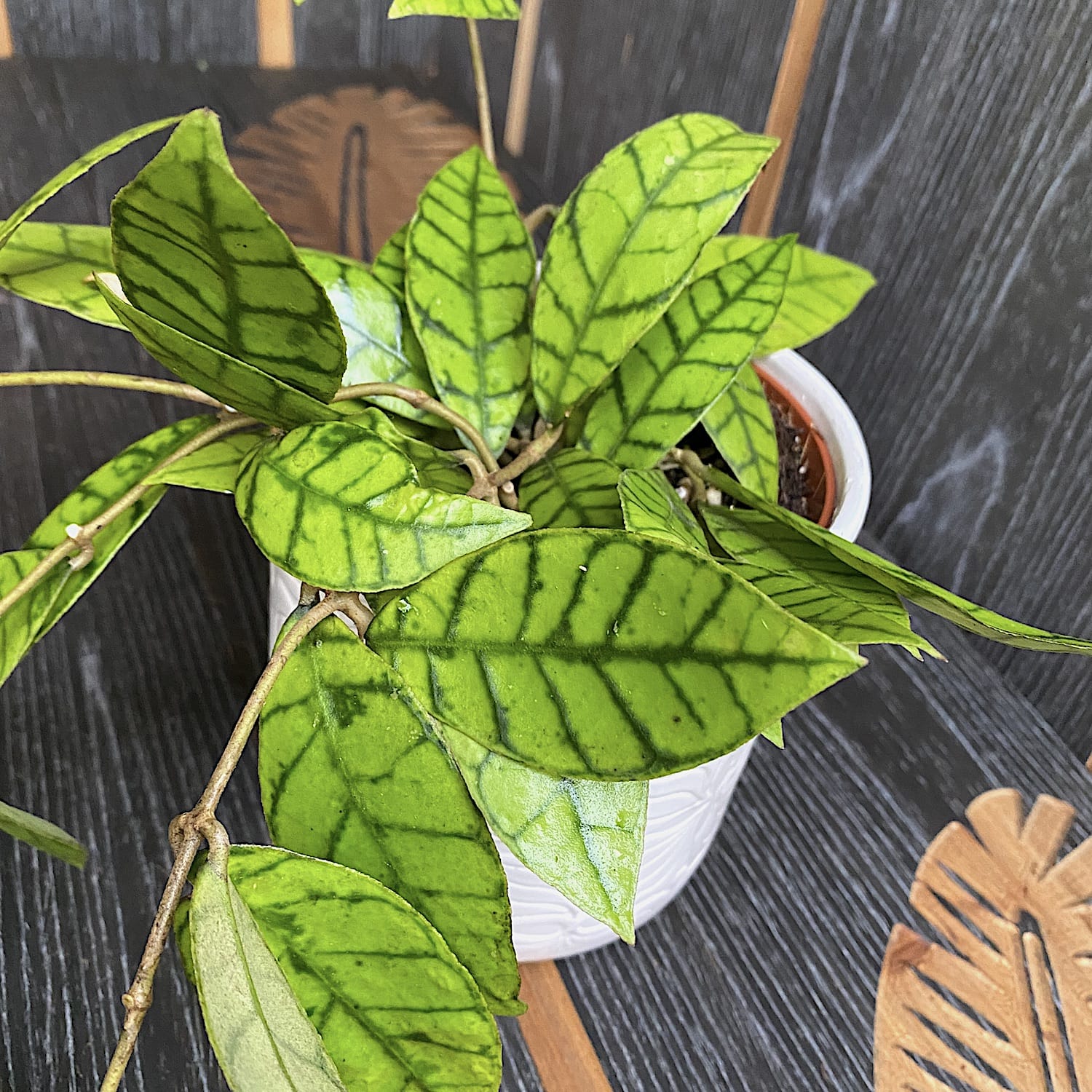 Hoya callistophylla - full pots! – Floraria Secret Garden (SG)