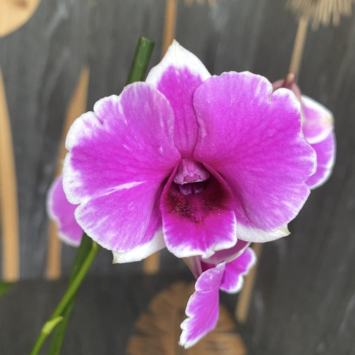 Dendrobium Phalaenopsis Bicolor – Secret Garden Plant Shop