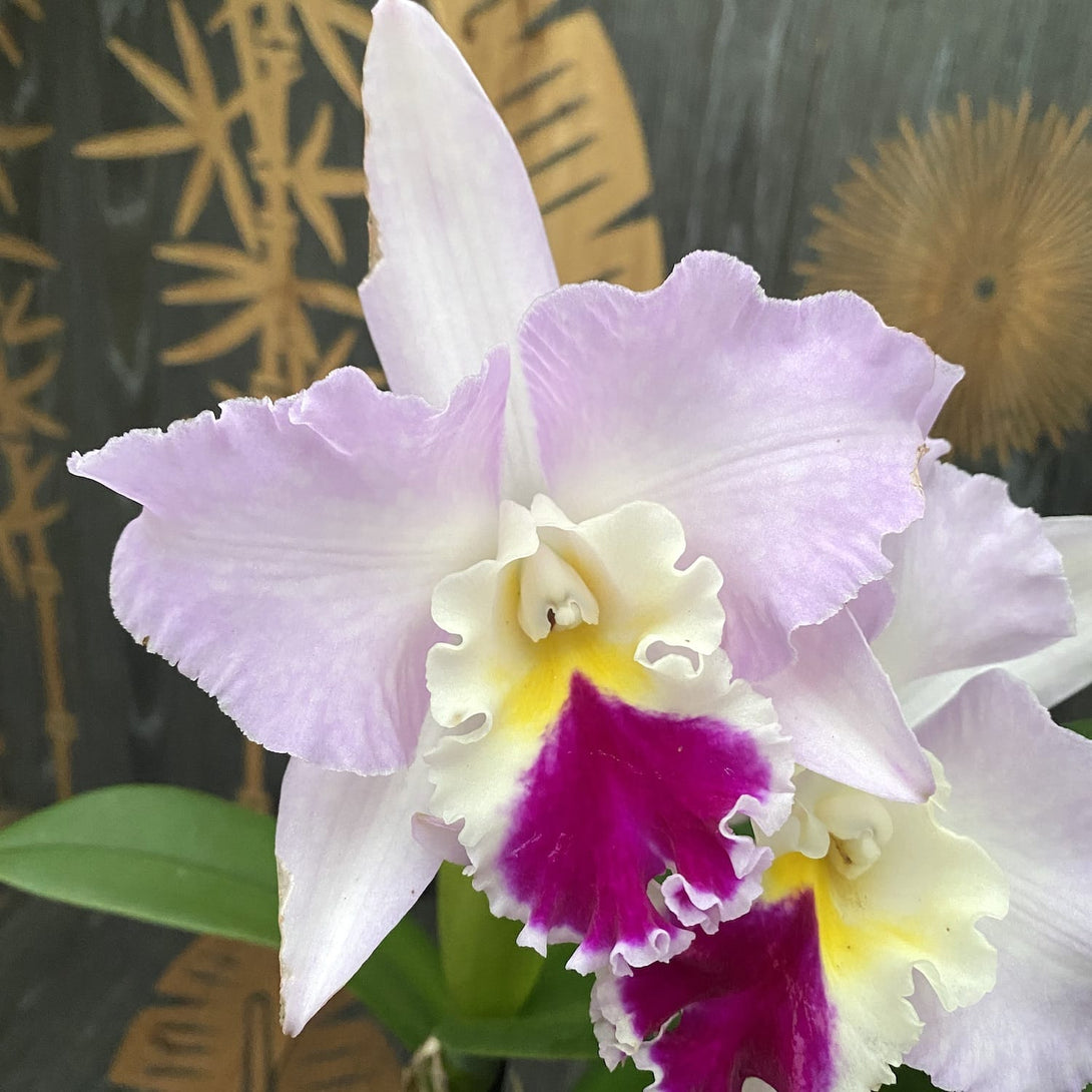 Cattleya trianae - exemplare mari, flori XL parfumate – Floraria Secret ...