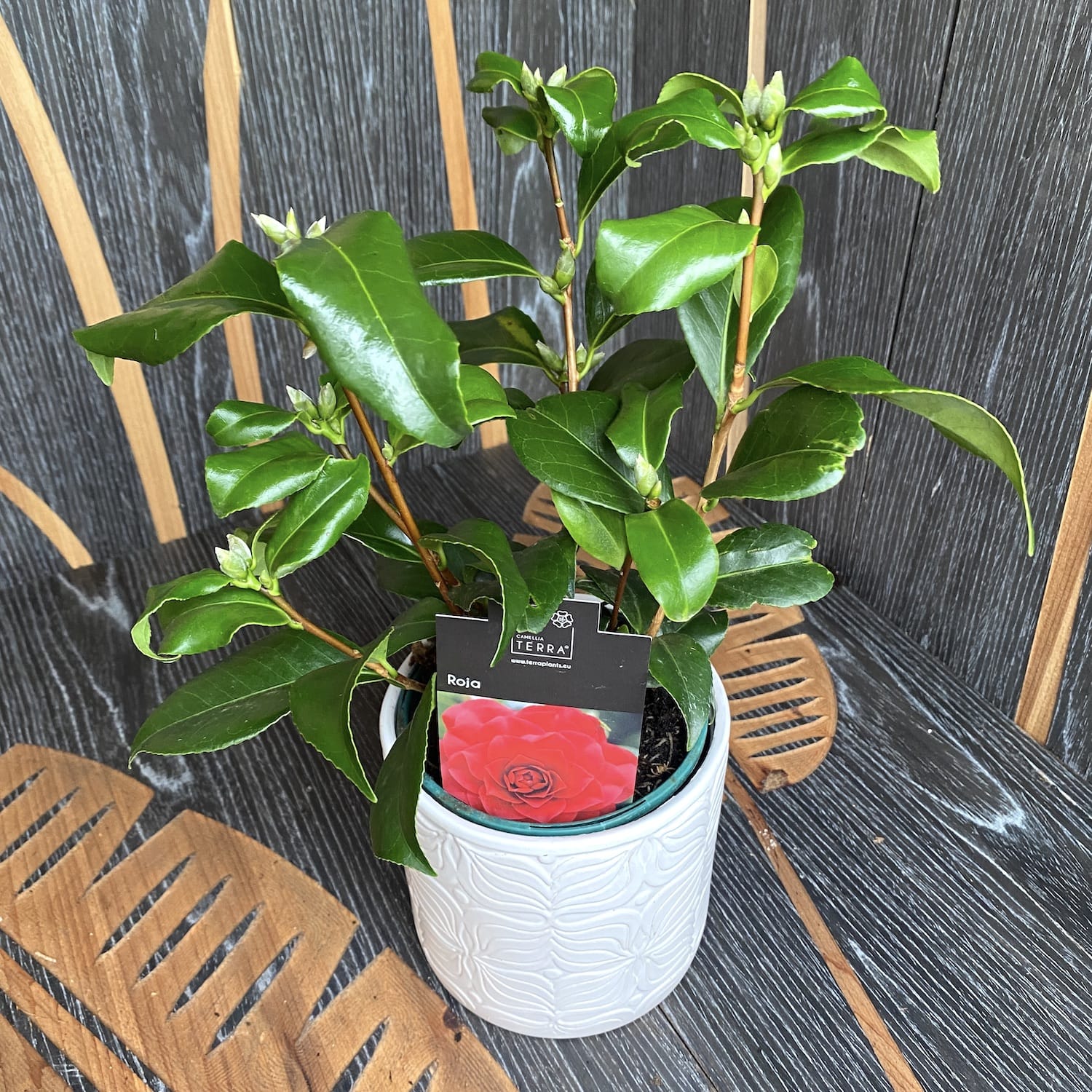 Camellia japonica Roja * floarea dubla rosie (rezistenta la inghet ...