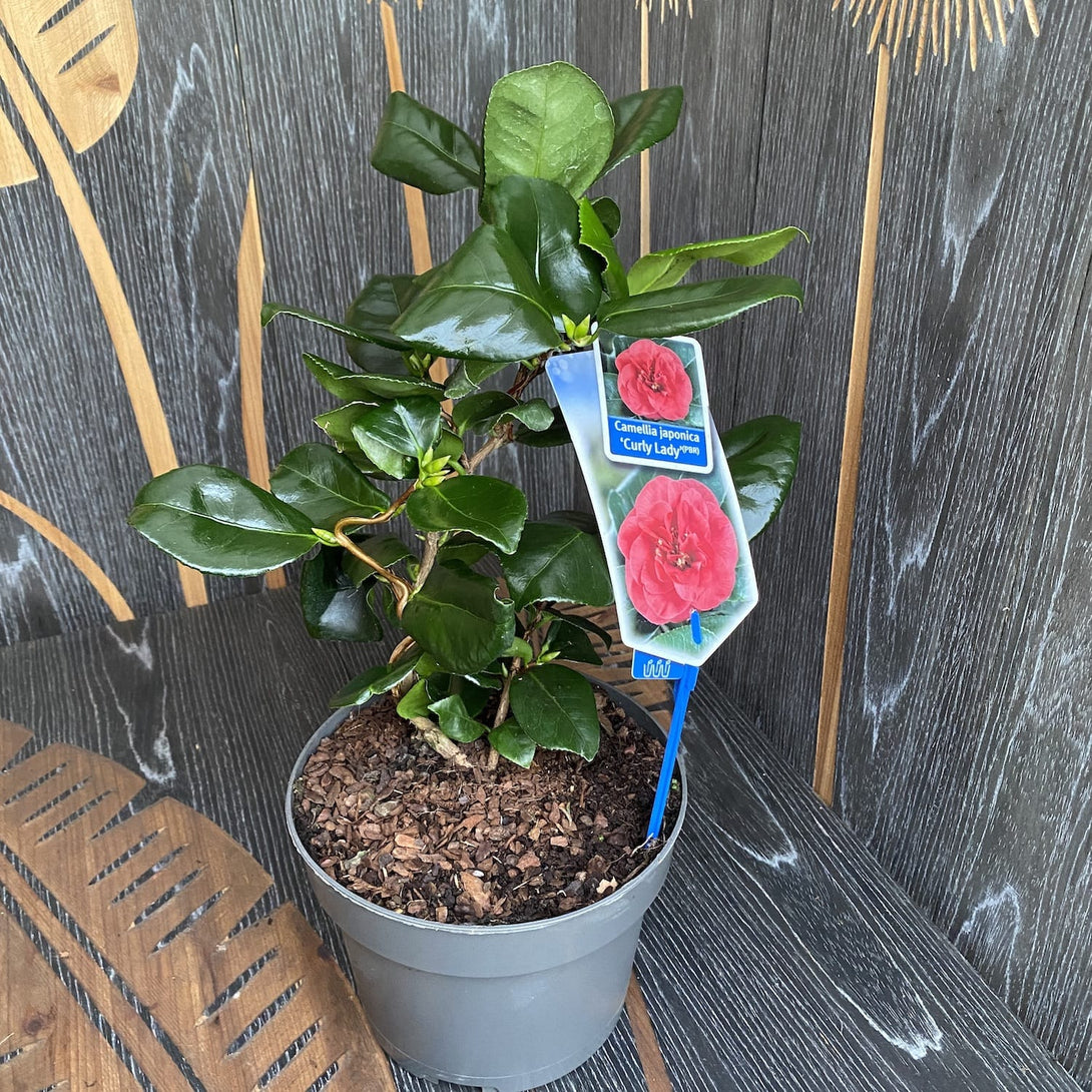 Camellia japonica 'Curly Lady' - floare dubla, crengi ondulate (rezist