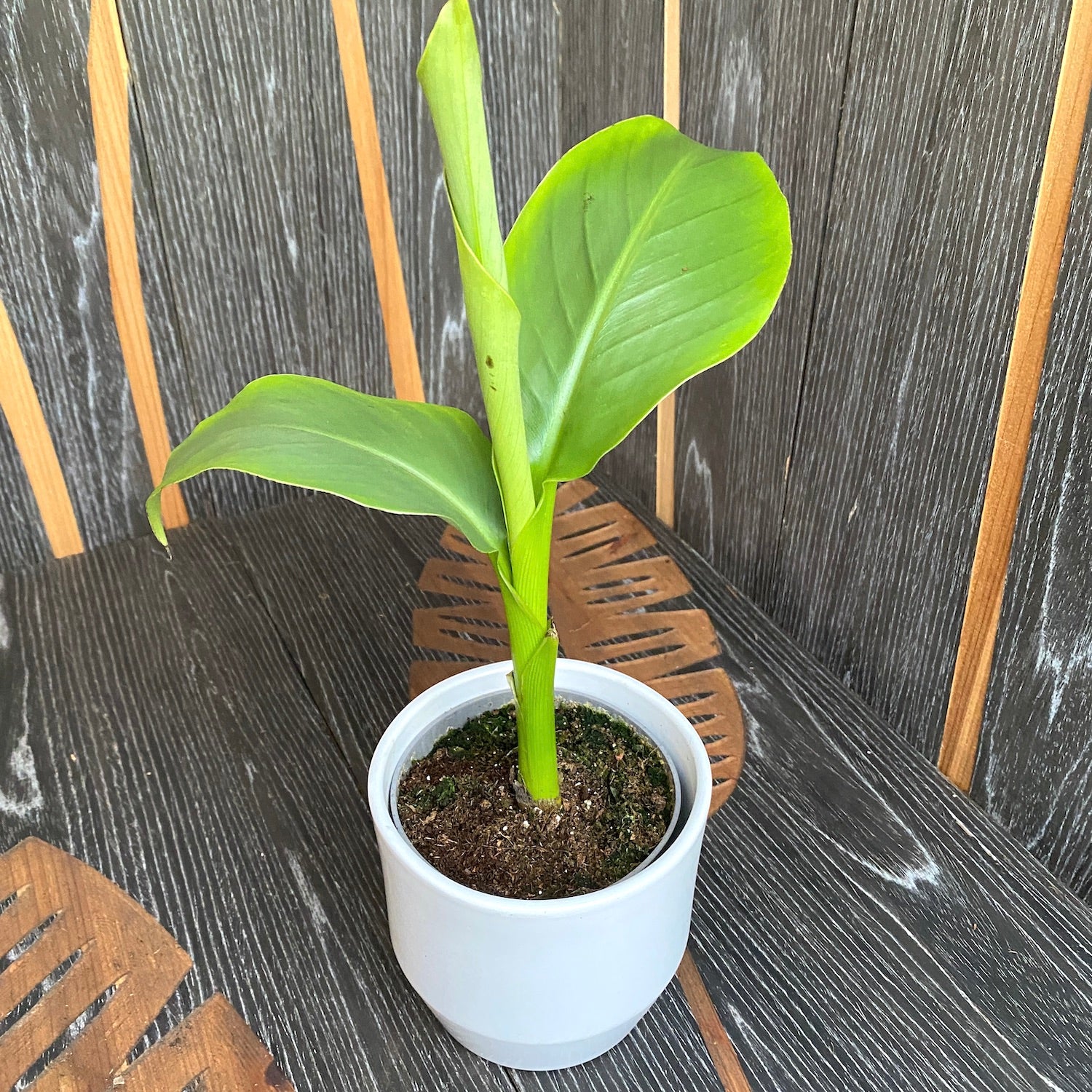 Bananier - Musa Basjoo D10