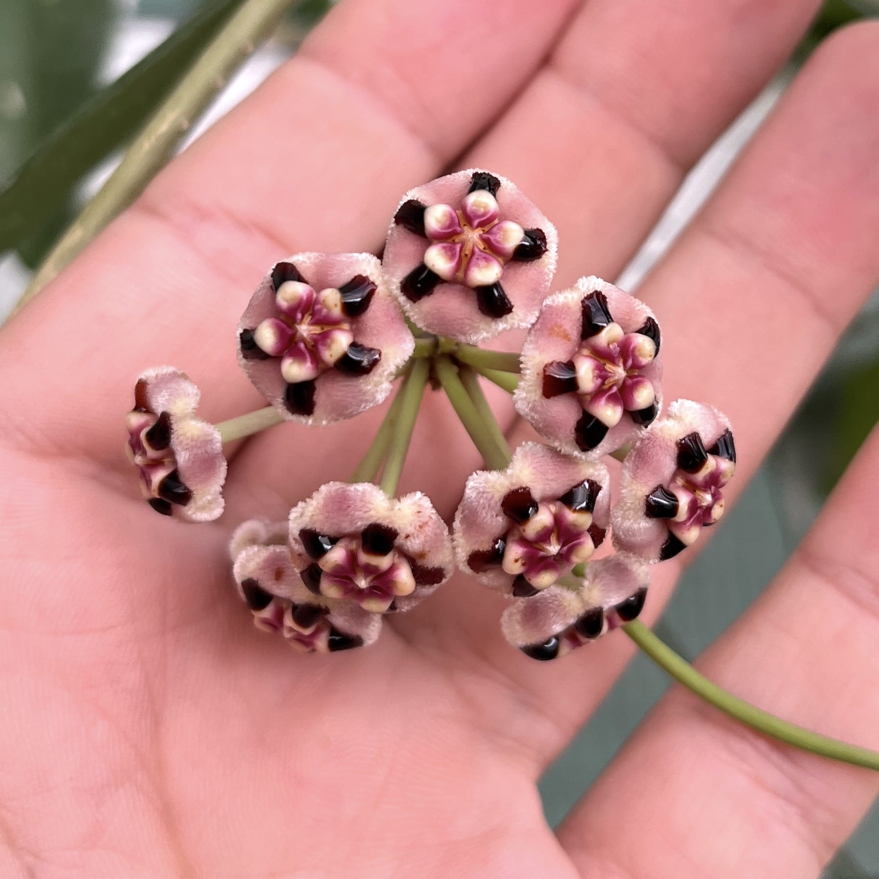 Hoya meliflua - exemplare XXL!! – Secret Garden Plant Shop