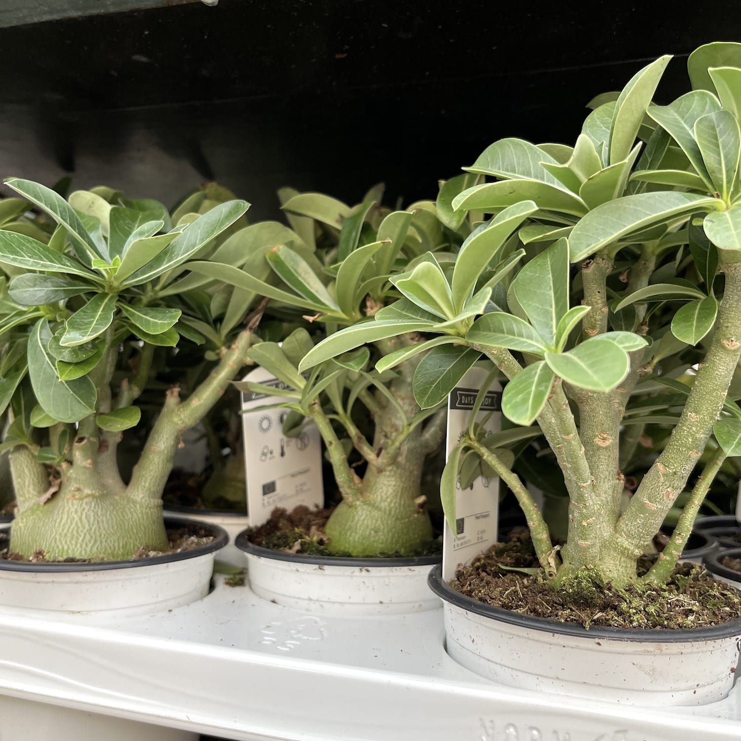 Adenium obesum 'Picotee' – Secret Garden Plant Shop