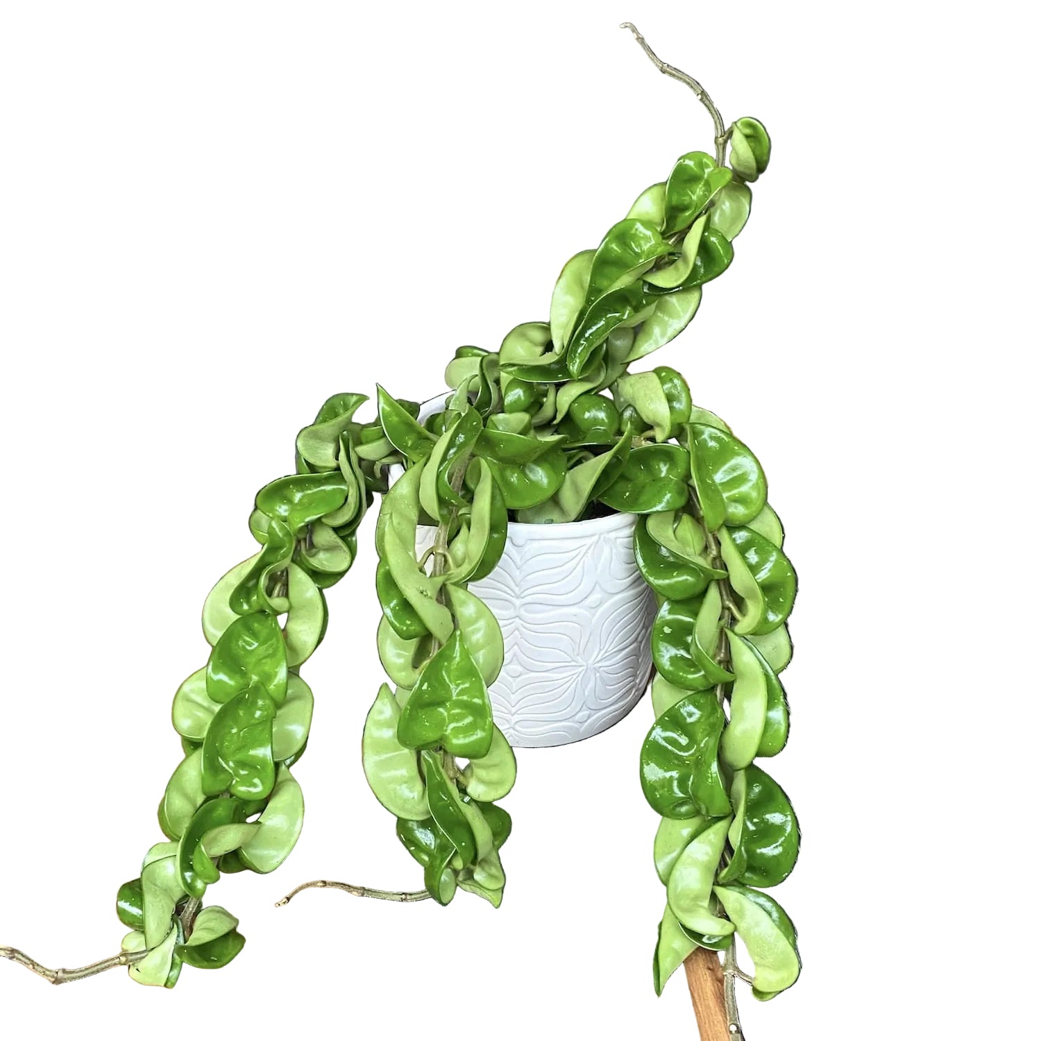 Hoya compacta (Hindu Rope) - full pots! – Secret Garden Plant Shop