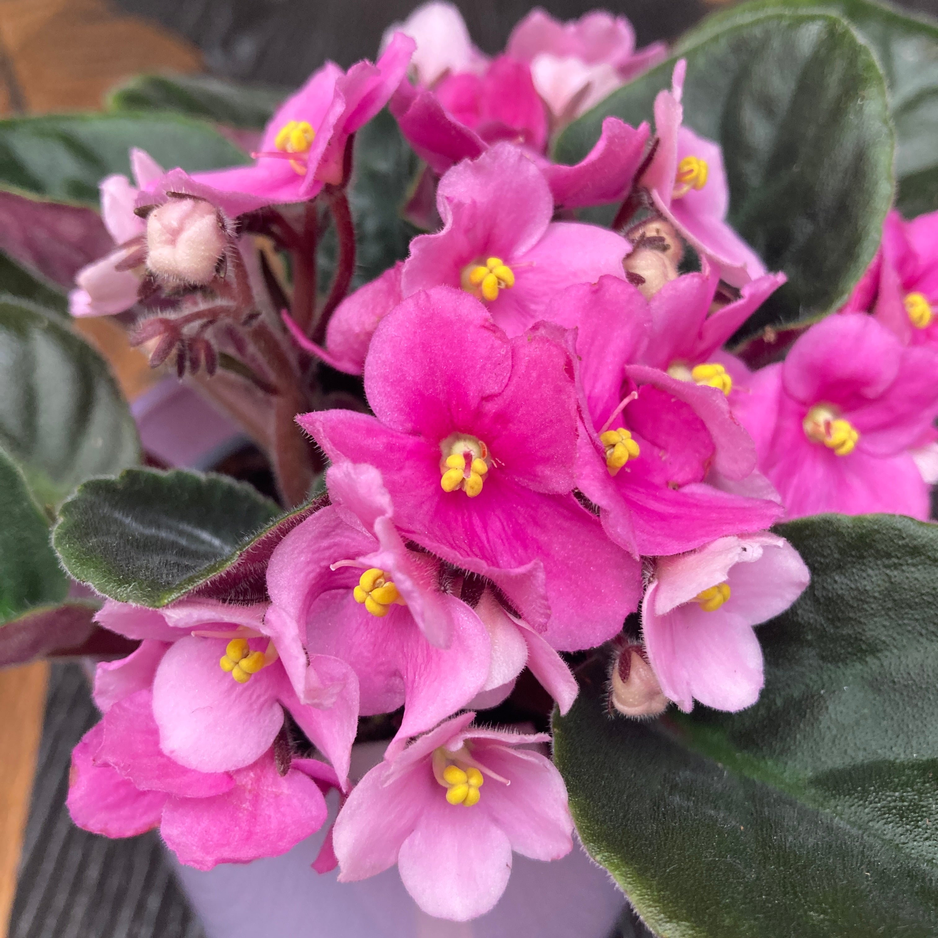 Violete roz - Saintpaulia Inova Spectra Eline – Floraria Secret Garden (SG)