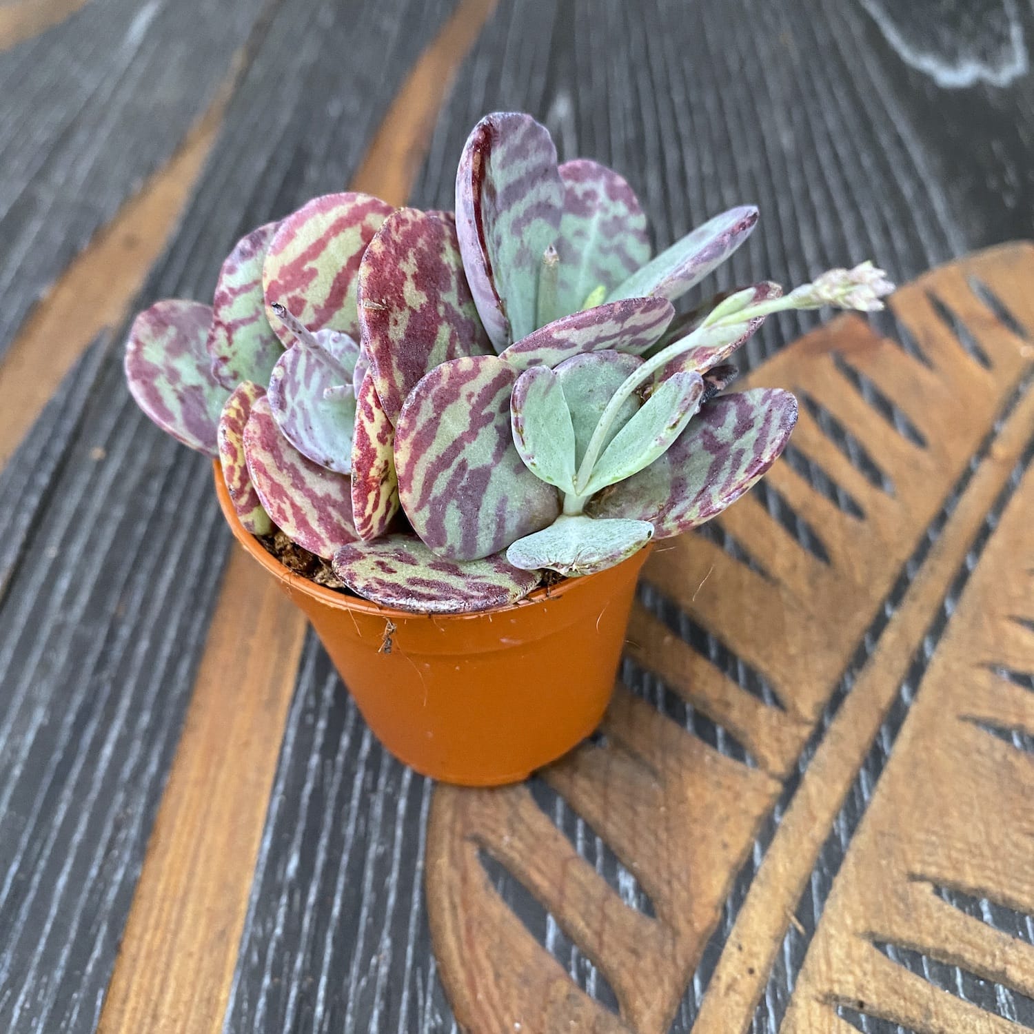 Kalanchoe Marmorata (leopard) D5 – Floraria Secret Garden (SG)