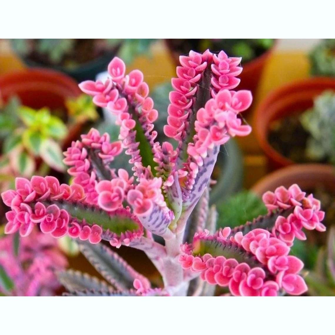 Kalanchoe 'Pink Butterfly' (Pink Mother of Thousand) D5 – Secret Garden ...
