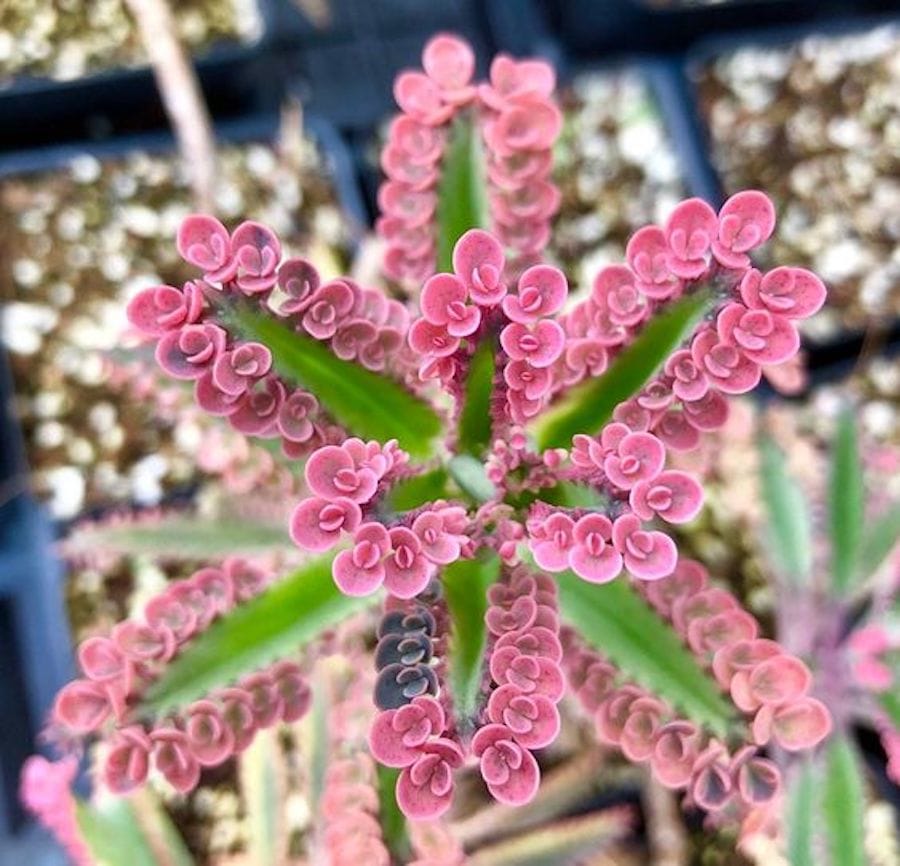 Kalanchoe 'Pink Butterfly' (Pink Mother of Thousand) D5 – Secret Garden ...