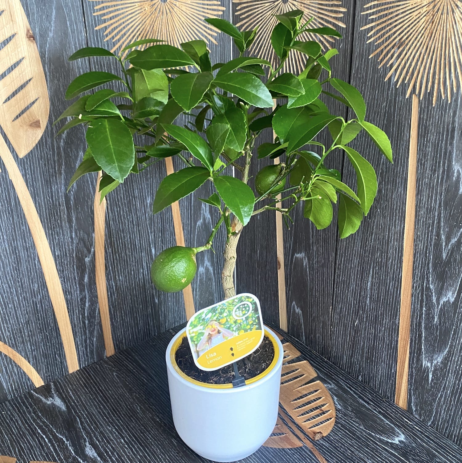 Lamai pe picior Citrus lemon 'Meyer' (Lisa) - fructificari abundente ...