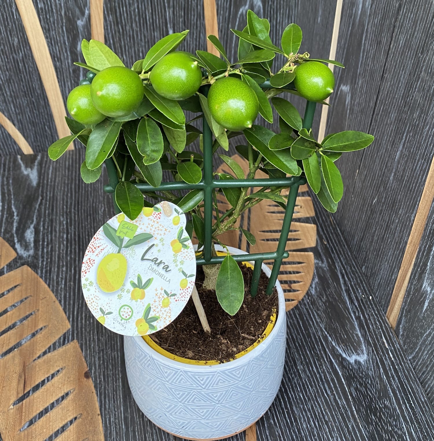 Limequat Lara (lime x kumquat)