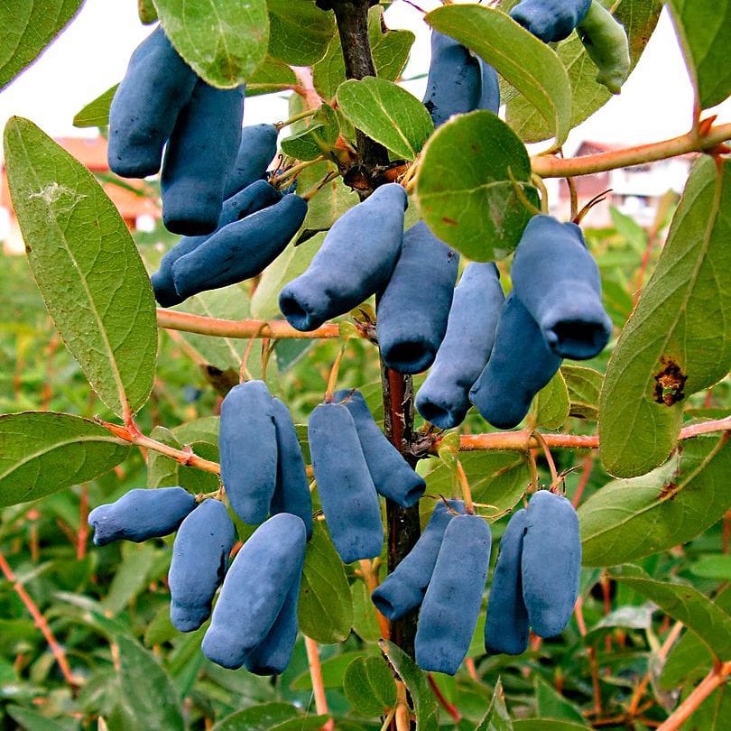 Lonicera caerulea 'Kamtschatica' - Siberian blueberry, Honey berries