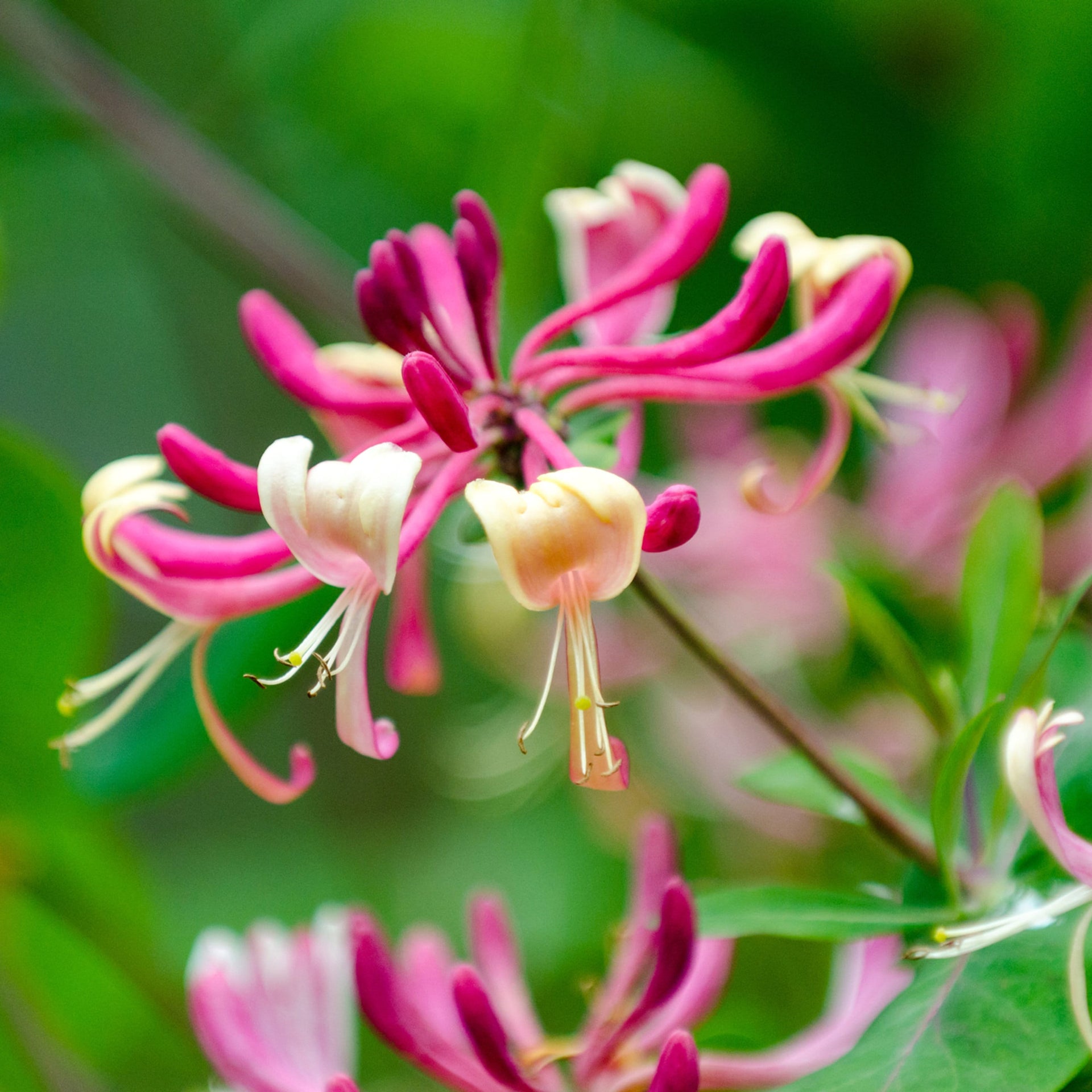 Lonicera japonica 'Red World' - caprifoi japonez cu flori rosu-violet ...