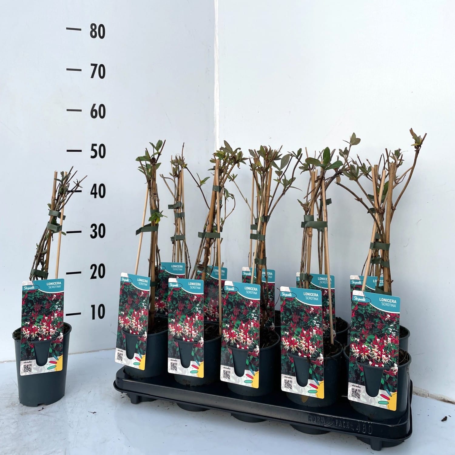 Lonicera periclymenum 'Serotina' - Mana Maicii Domnului, Caprifoi roz