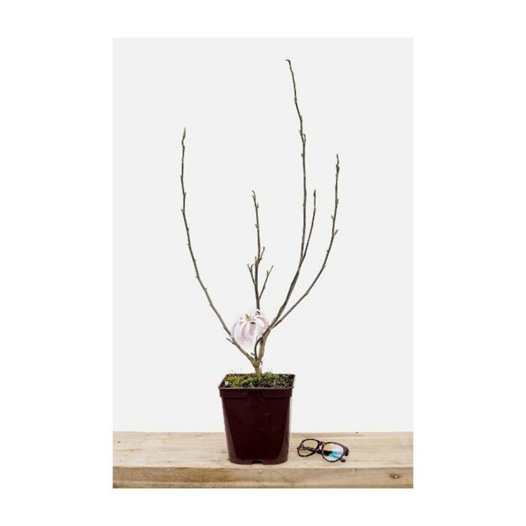 Magnolia stellata 'Waterlily' – Floraria Secret Garden (SG)