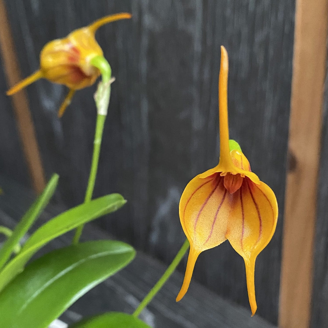 Masdevallia 'Golden Tiger' – Floraria Secret Garden (SG)