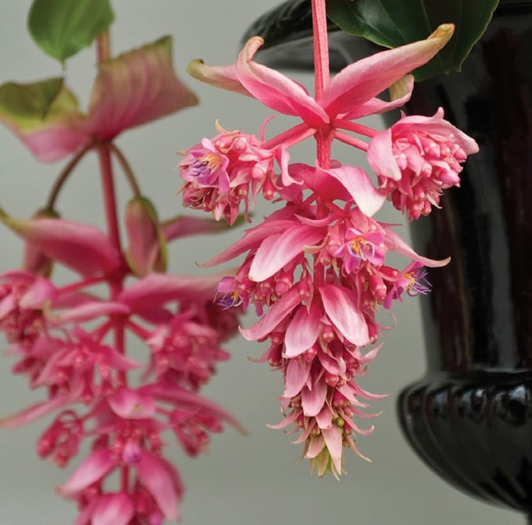 Medinilla Dolce Vita - Flower of the King, unbeatable price, with ...