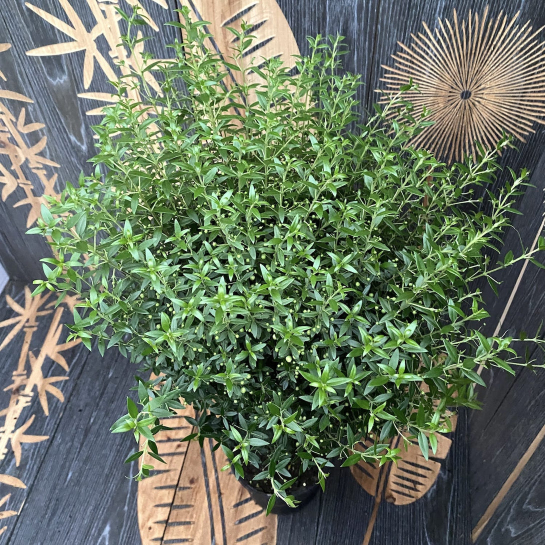 Mirt la ghiveci (Myrtus Communis) H70 cm – Floraria Secret Garden (SG)