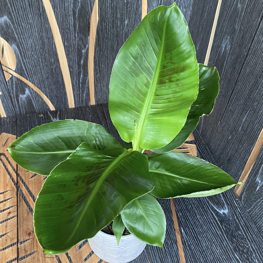 Bananier - Musa Tropicana