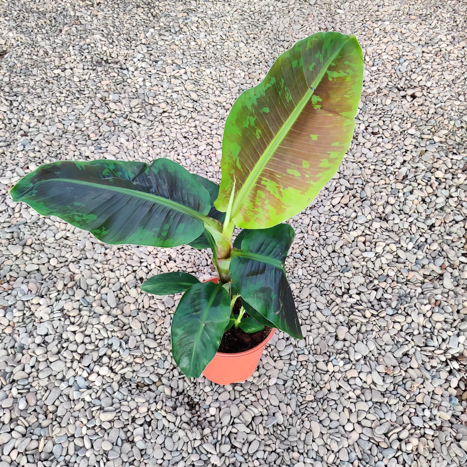 Bananier - Musa 'Dwarf Cavendish' XL – Floraria Secret Garden (SG)