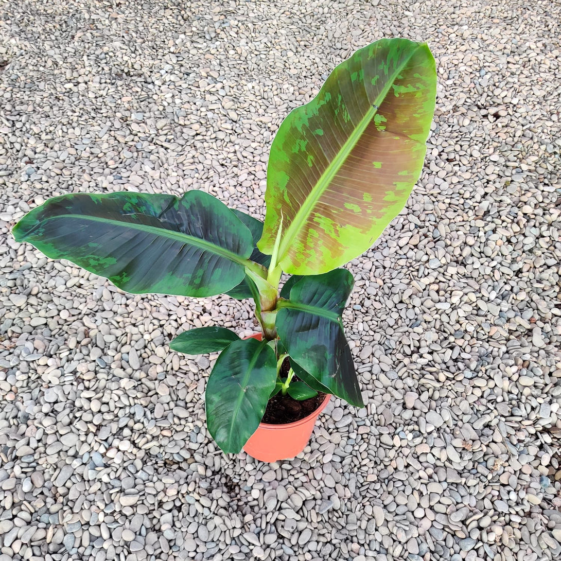 Bananier - Musa 'Dwarf Cavendish' XL – Floraria Secret Garden (SG)