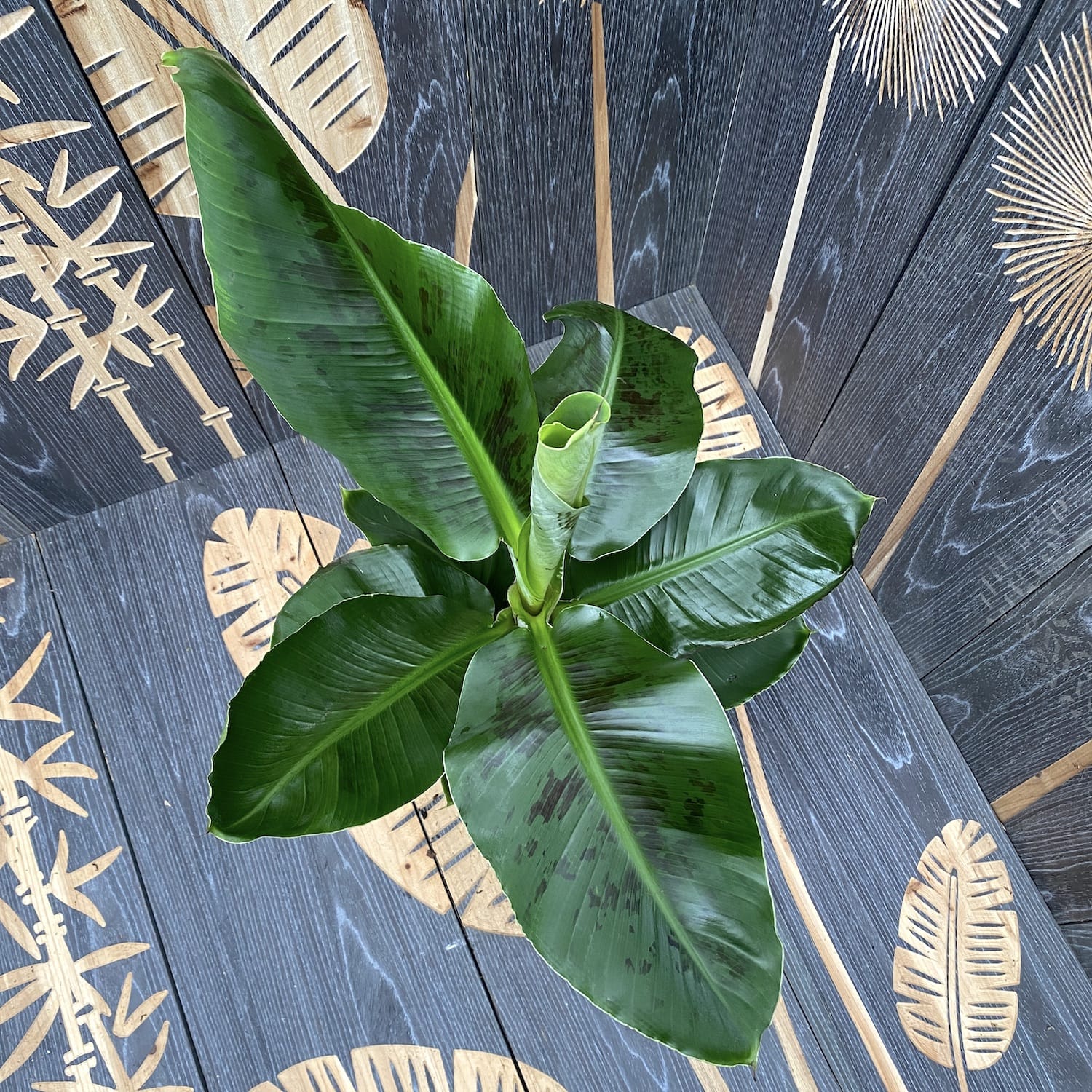 Bananier - Musa 'Dwarf Cavendish' XL – Floraria Secret Garden (SG)