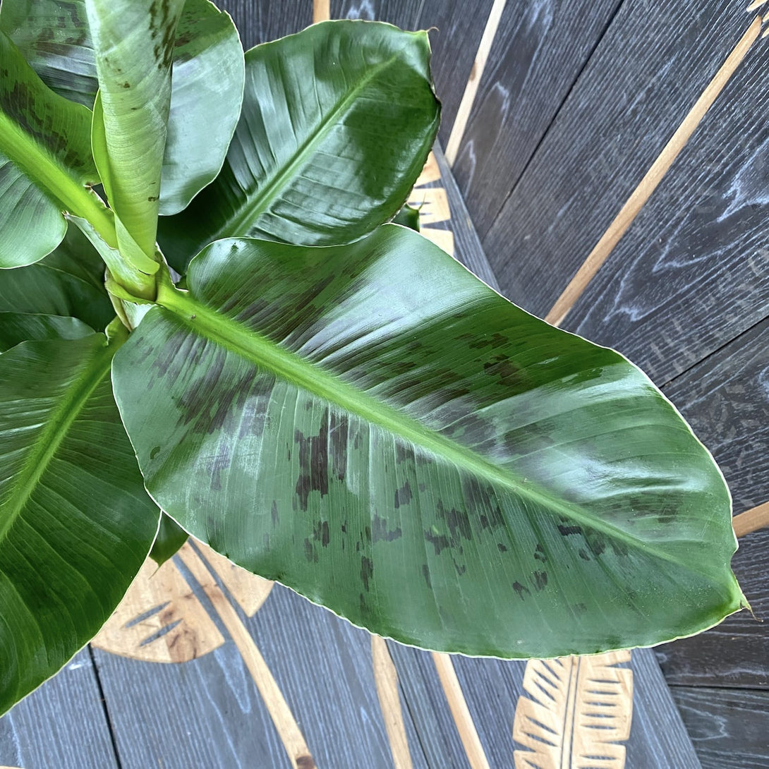 Bananier - Musa 'Dwarf Cavendish' XL – Floraria Secret Garden (SG)