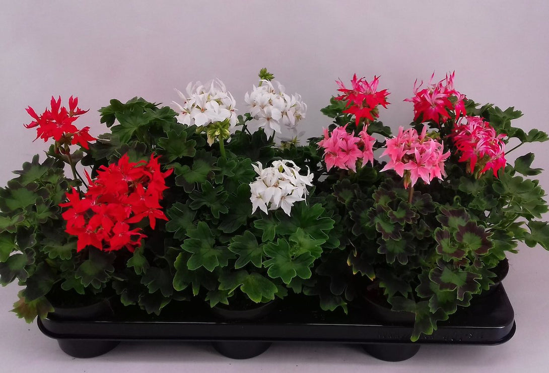Muscate stelate rosii - Pelargonium Fireworks Scarlet – Floraria Secret ...