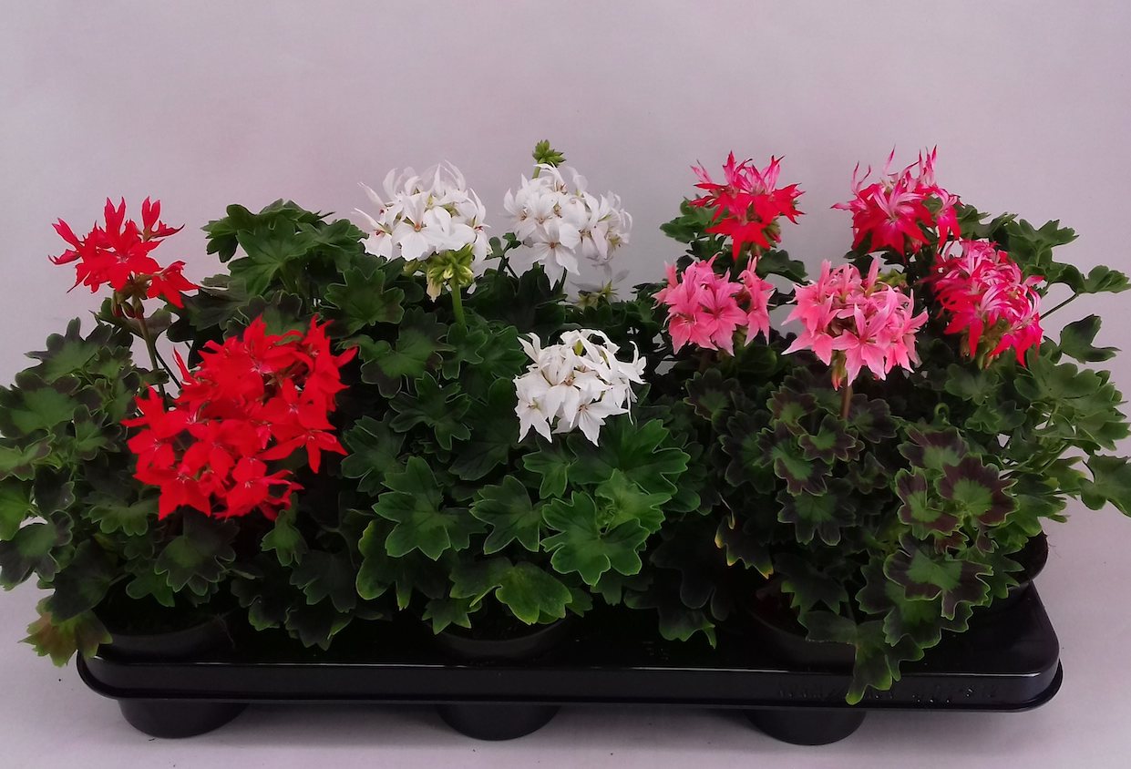 Muscate stelate albe - Pelargonium Fireworks 'White' – Floraria Secret ...