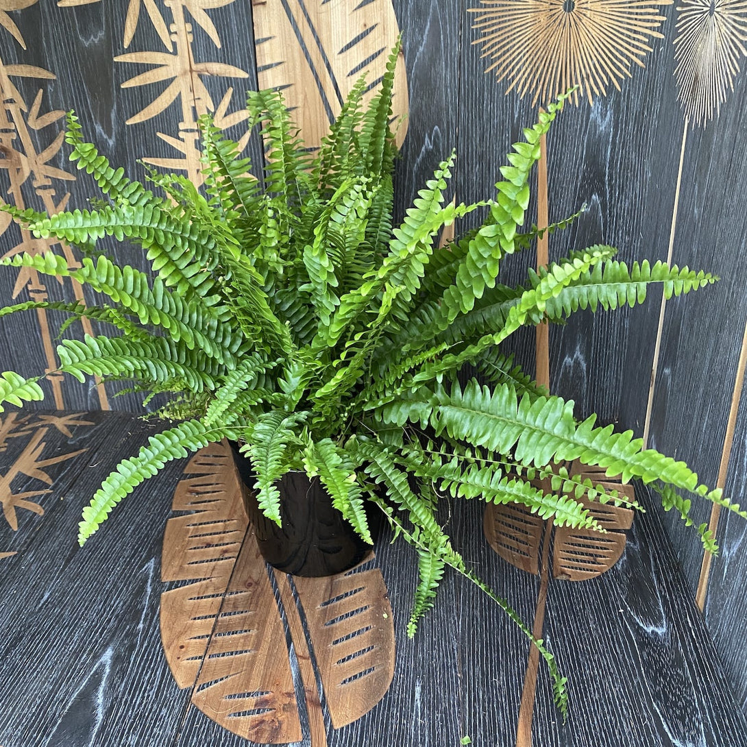 Feriga de Camera - Nephrolepis, purifica aerul, cel mai bun pret!
