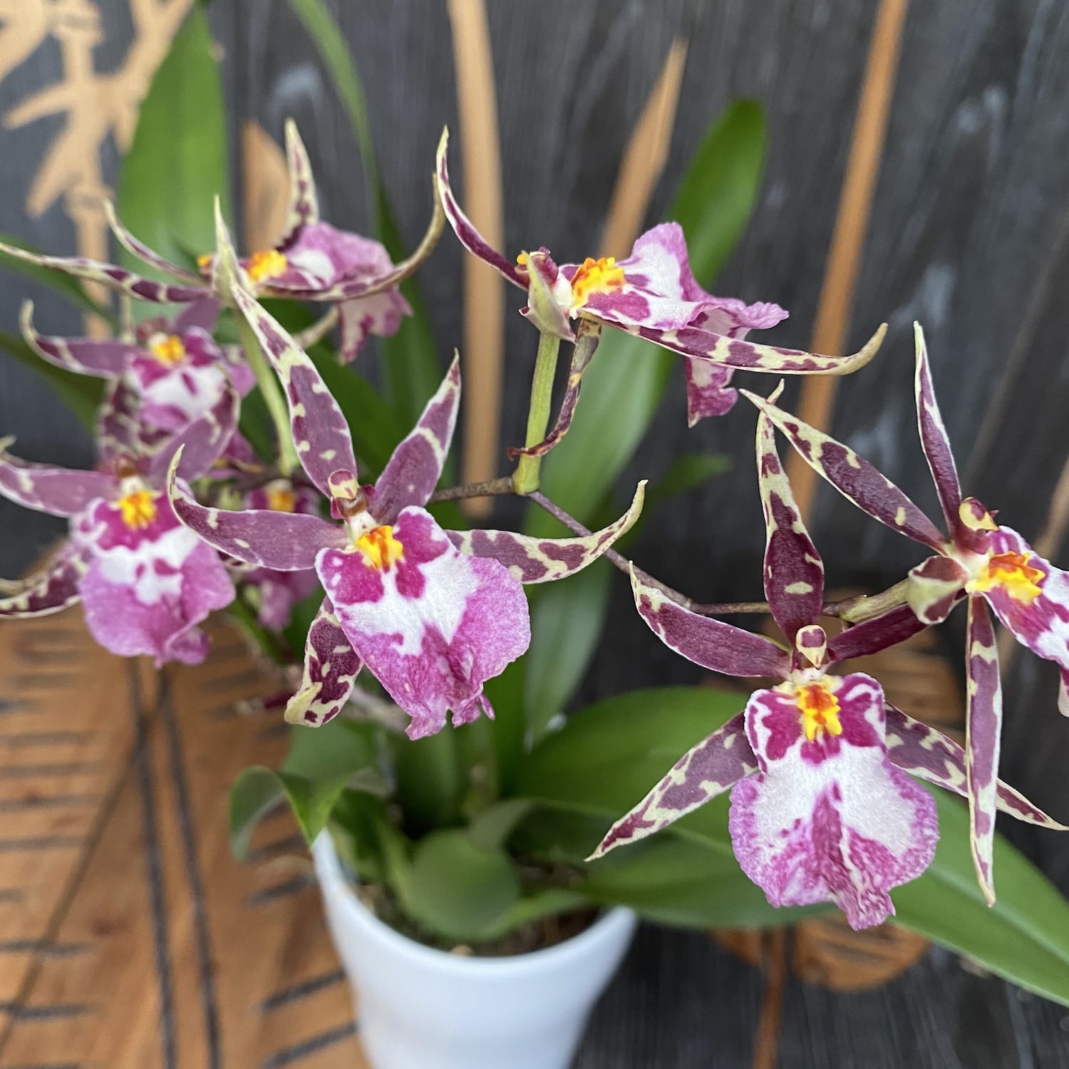 Oncidium (Cyrtocidium) Holm’s Wizard - variation purple - parfumat ...