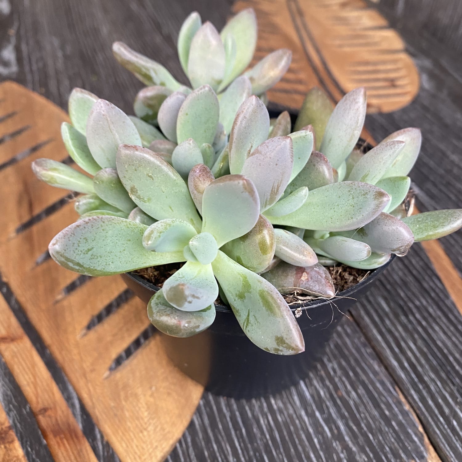 Pachyphytum compactum (Little Jewel) – Secret Garden Plant Shop
