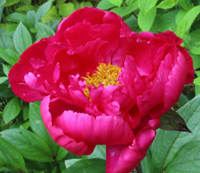 Bujori de gradina parfumati - Paeonia Lactiflora 'Paula Fay' – Secret ...