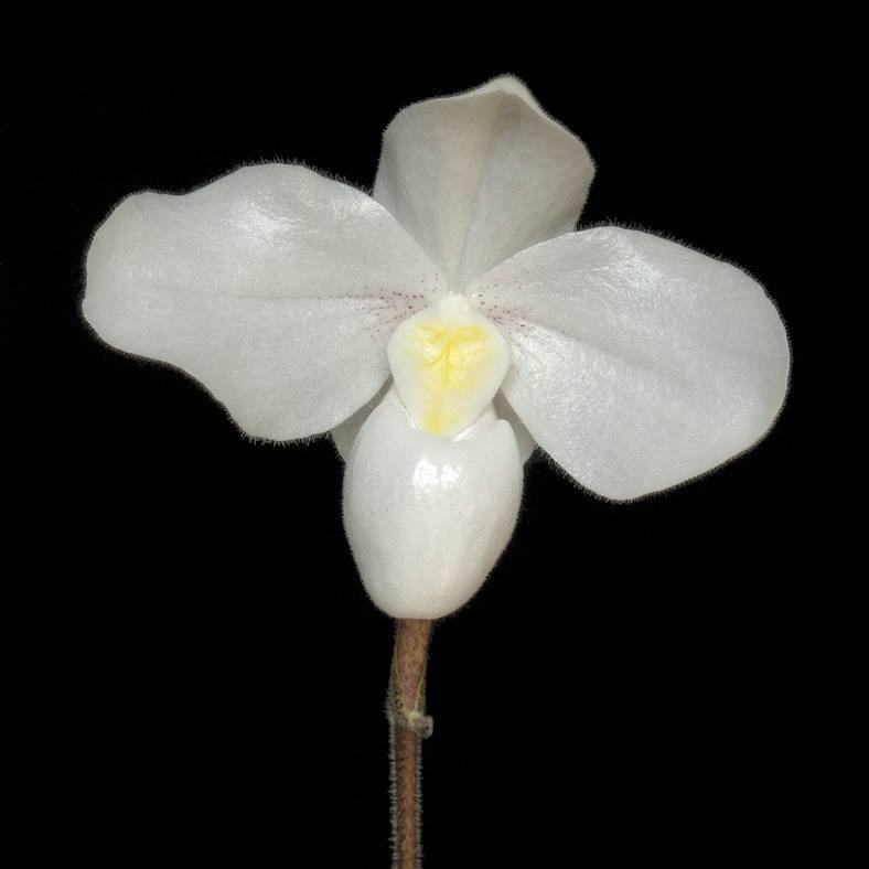 Paphiopedilum Deception II (niveum 'Snowball' x delenatii 'Angel ...