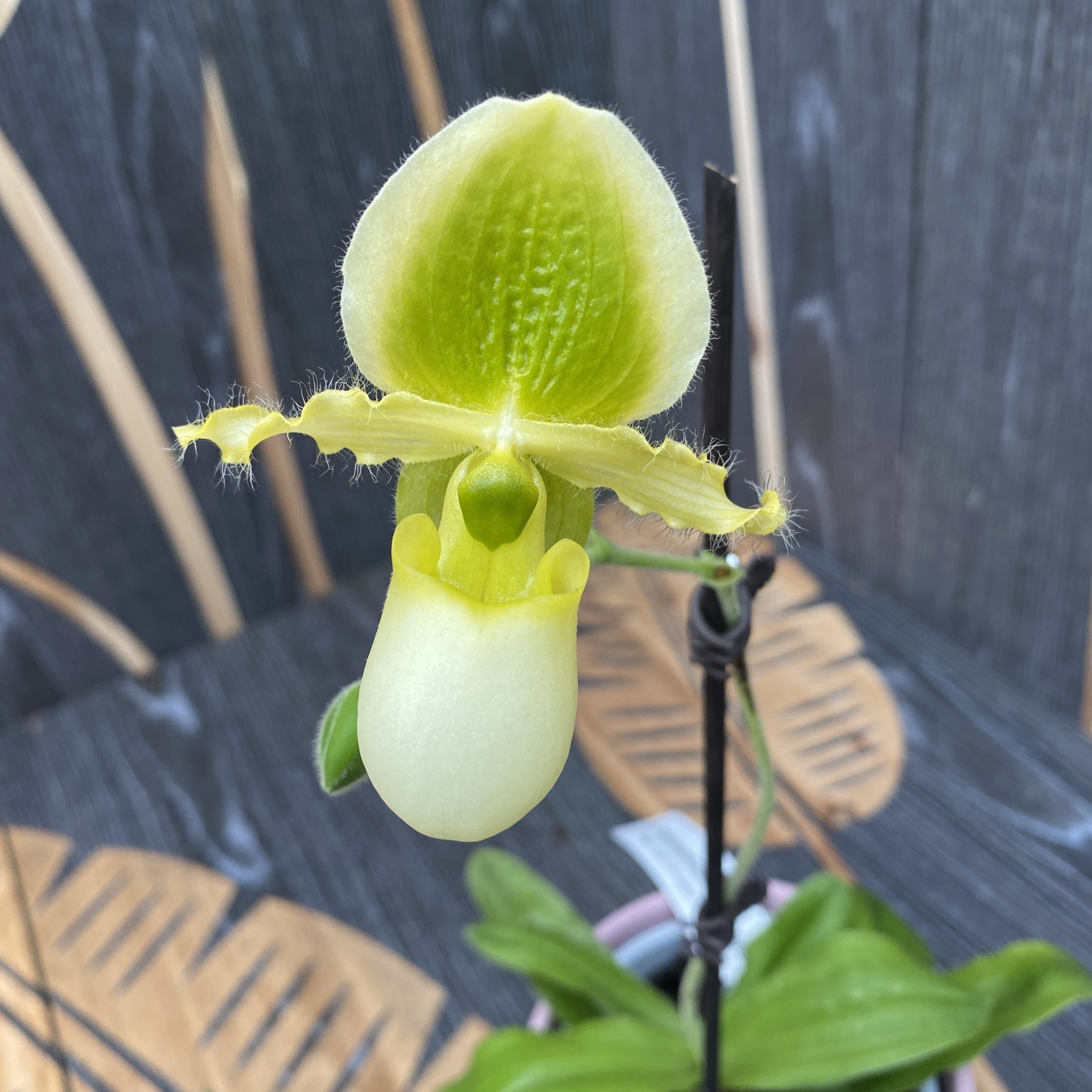 Paphiopedilum primulinum (secvential/multiflower) – Floraria Secret ...