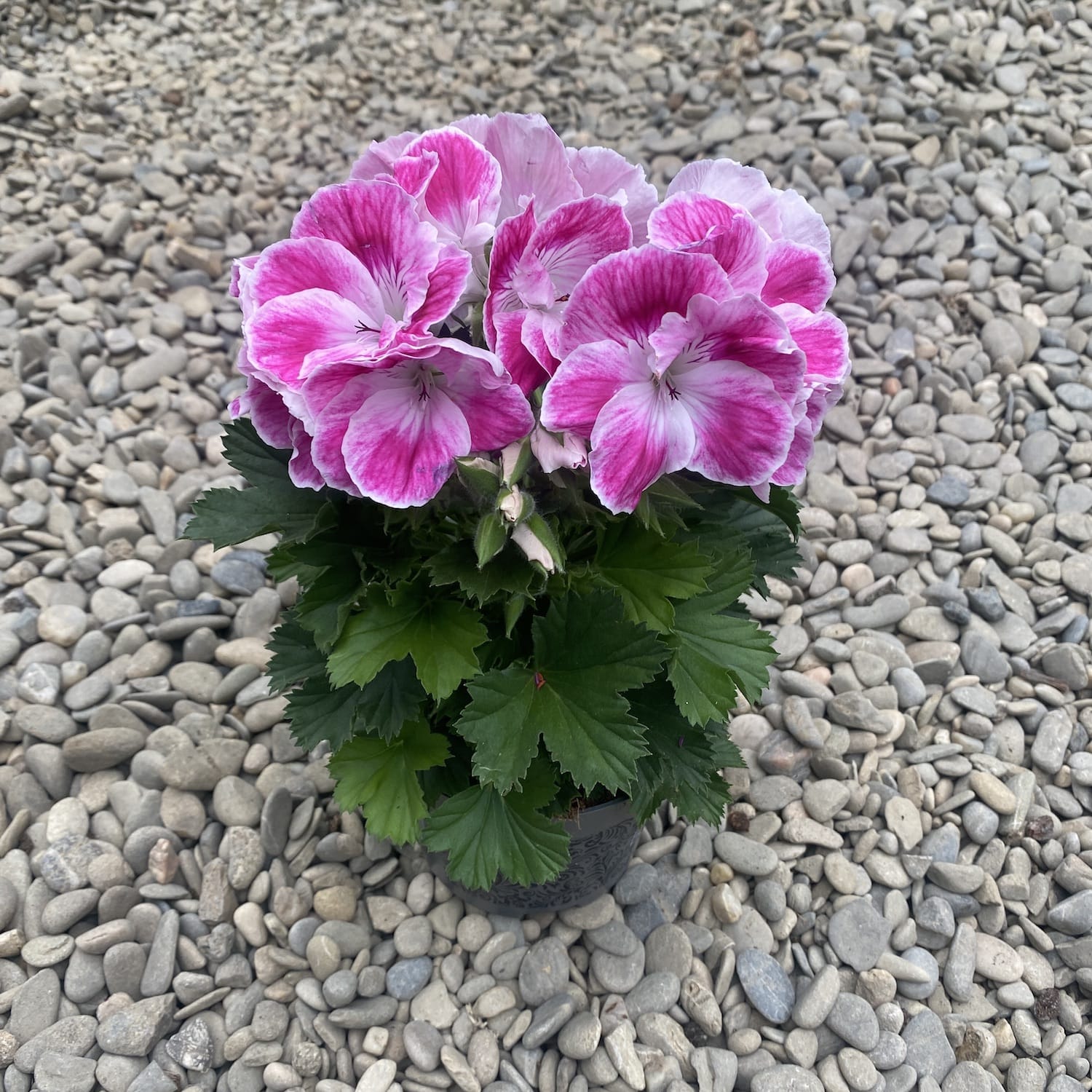 Pelargonium Don Amalia - muscate englezesti – Floraria Secret Garden (SG)