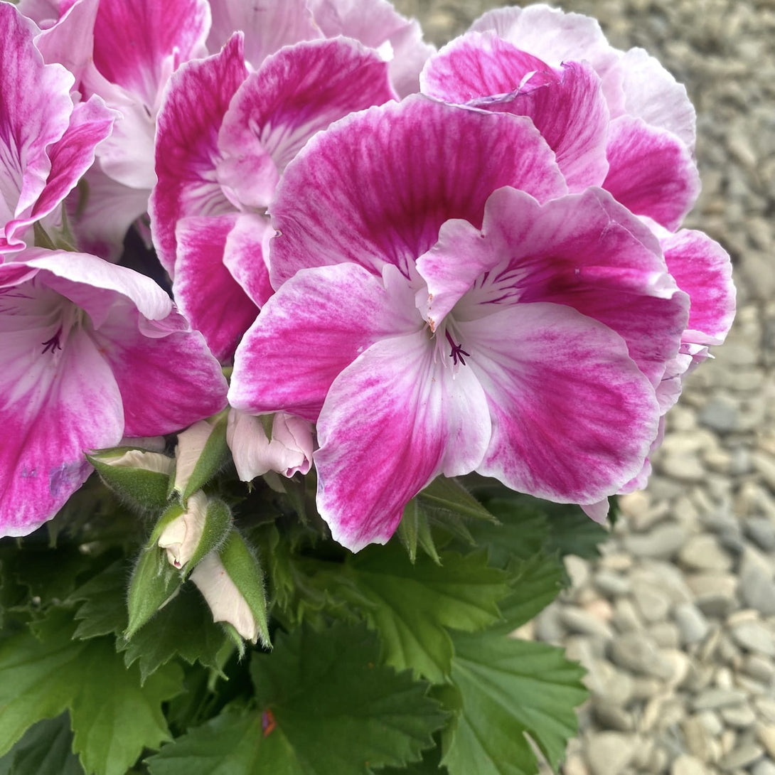 Pelargonium Don Amalia - muscate englezesti – Floraria Secret Garden (SG)