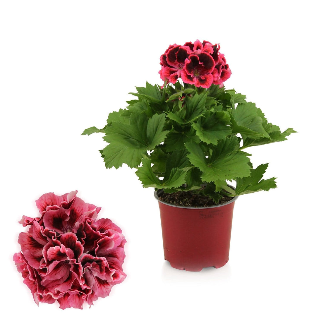 Pelargonium Grandiflorum 'Kate' (muscate englezesti) – Floraria Secret ...