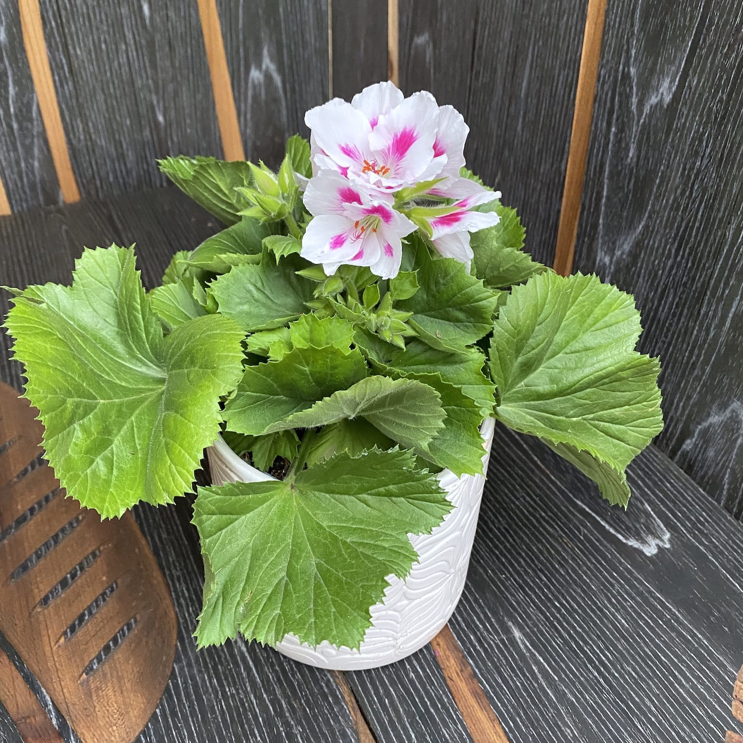 Pelargonium Grandiflorum 'Royalty White' (muscate englezesti)