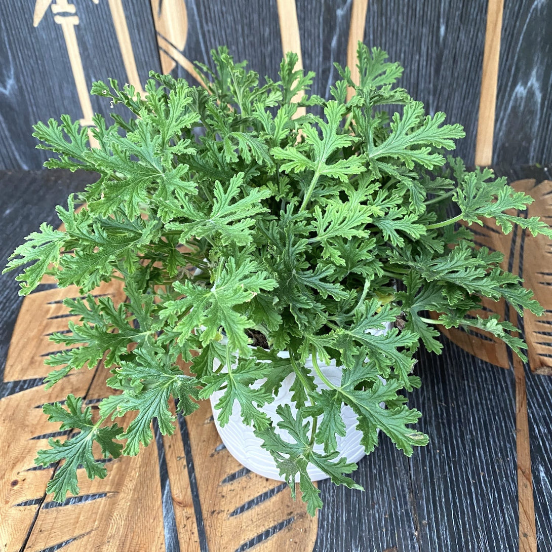 Anti-mosquito scented geraniums - Pelargonium graveolens 'Lemon ...