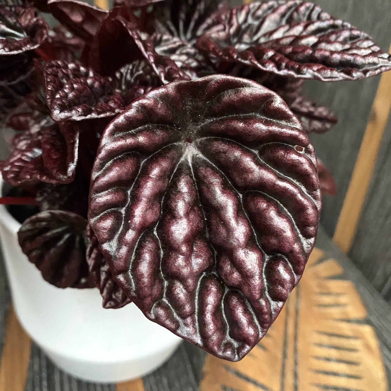 Peperomia caperata Schumi Red (Red Luna) – Secret Garden Plant Shop